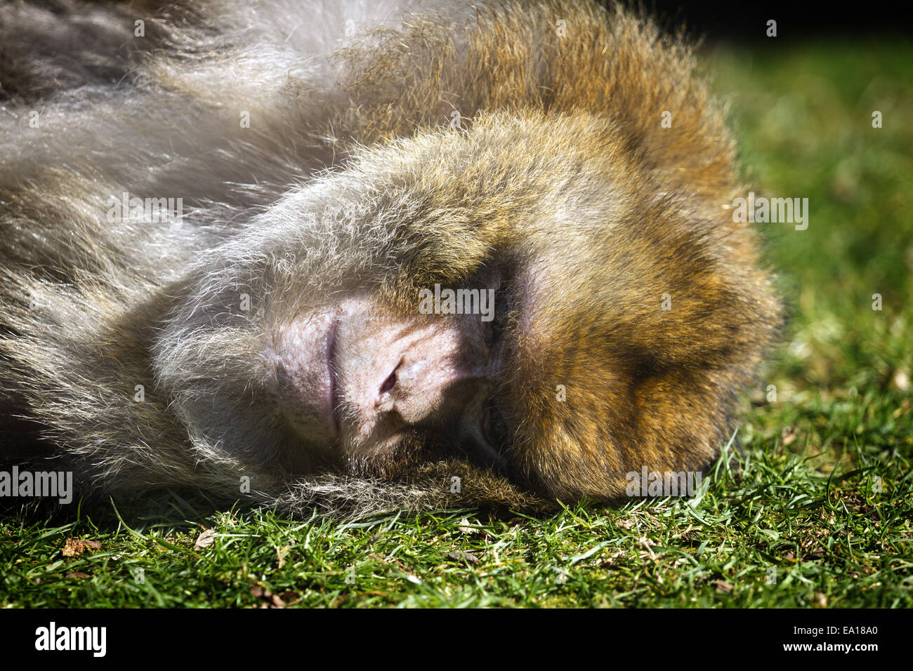 Makake hi-res stock photography and images - Alamy