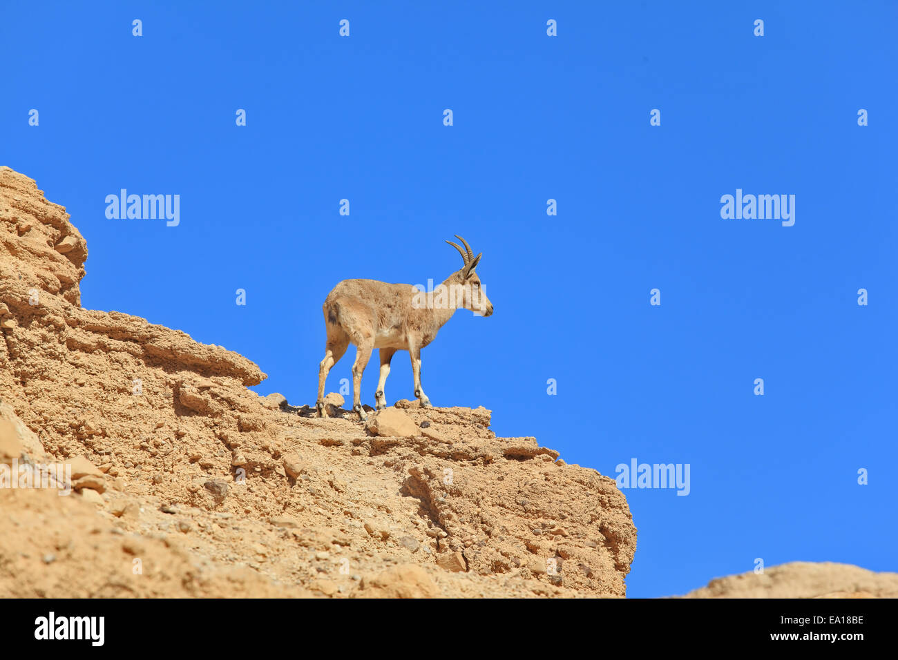 Brown mountain goat hi-res stock photography and images - Alamy