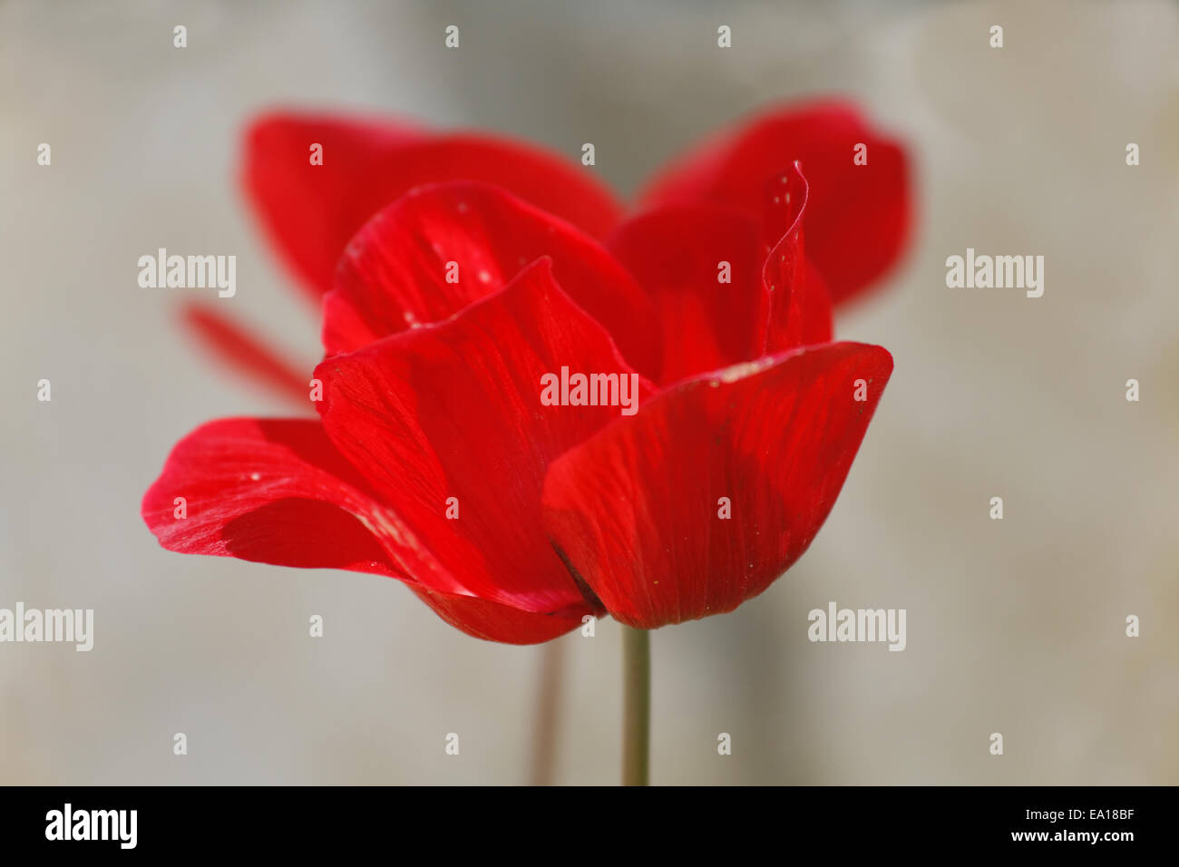 Dim background hi-res stock photography and images - Alamy