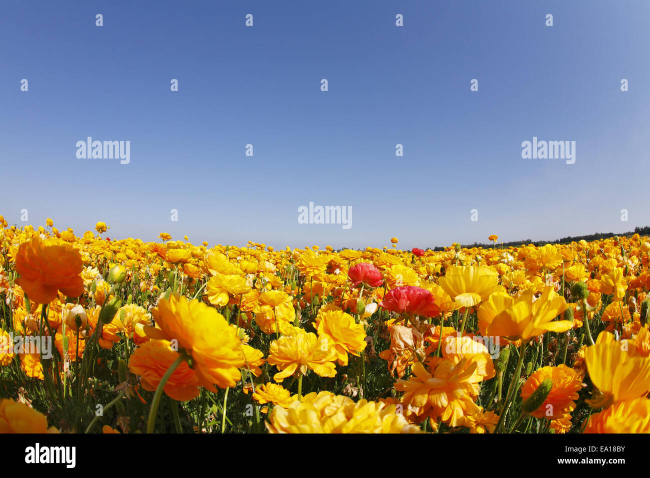 Magnificent fish hi-res stock photography and images - Alamy