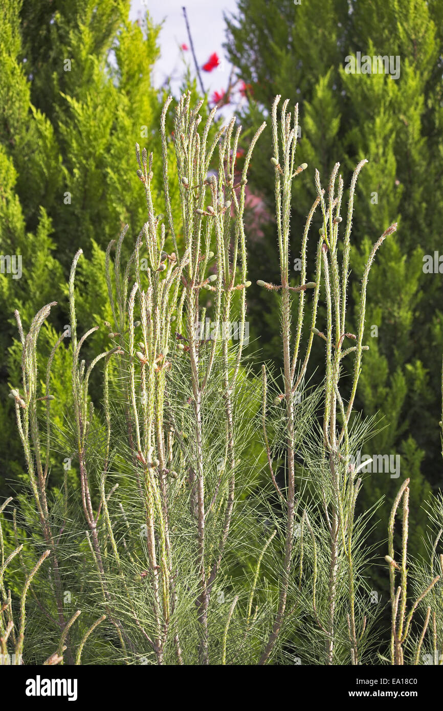 High grass hi-res stock photography and images - Alamy