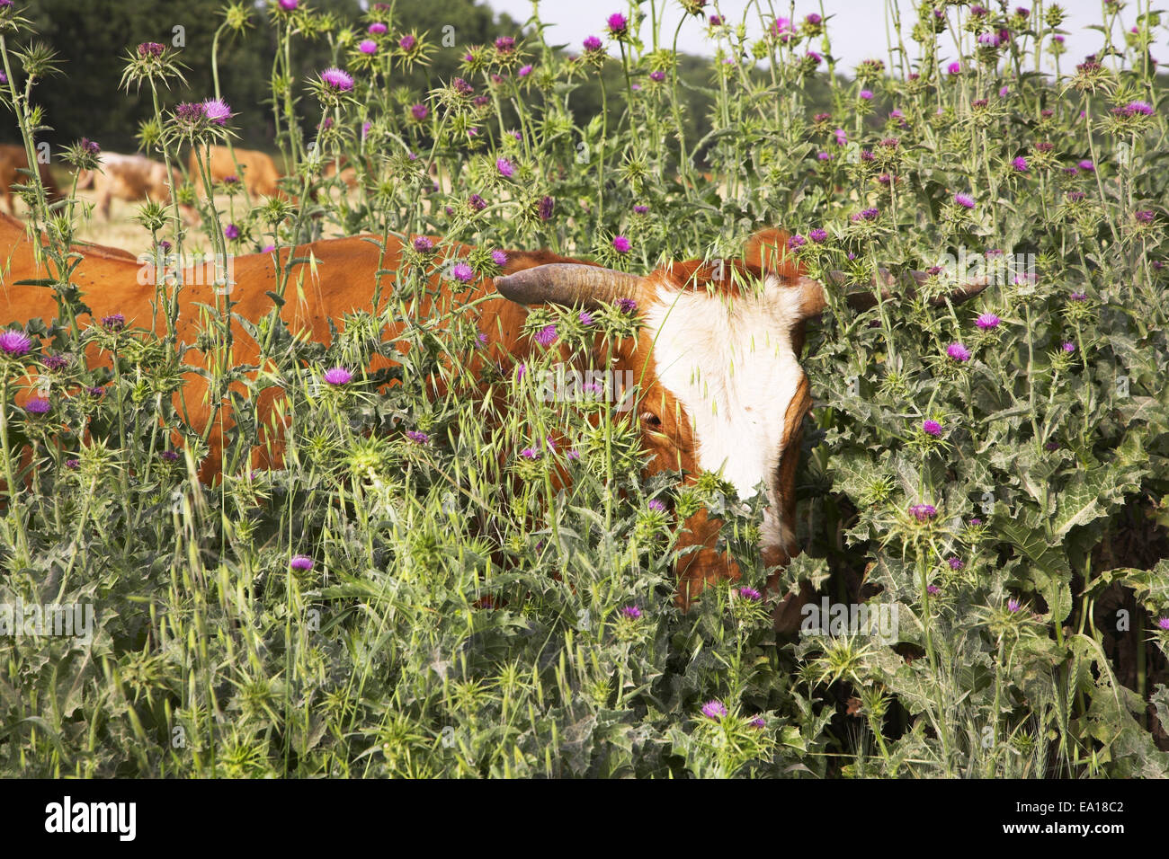 Bull calf bull cow hi-res stock photography and images - Alamy