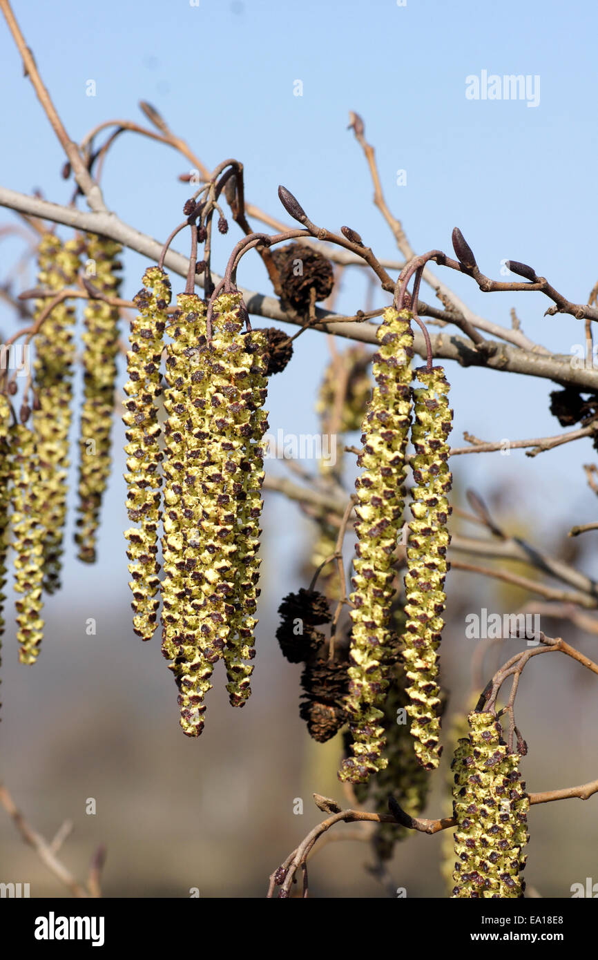 Schwarzerlen hi-res stock photography and images - Alamy