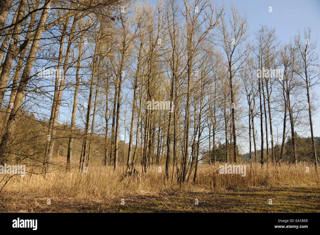 Alders garden hi-res stock photography and images - Alamy