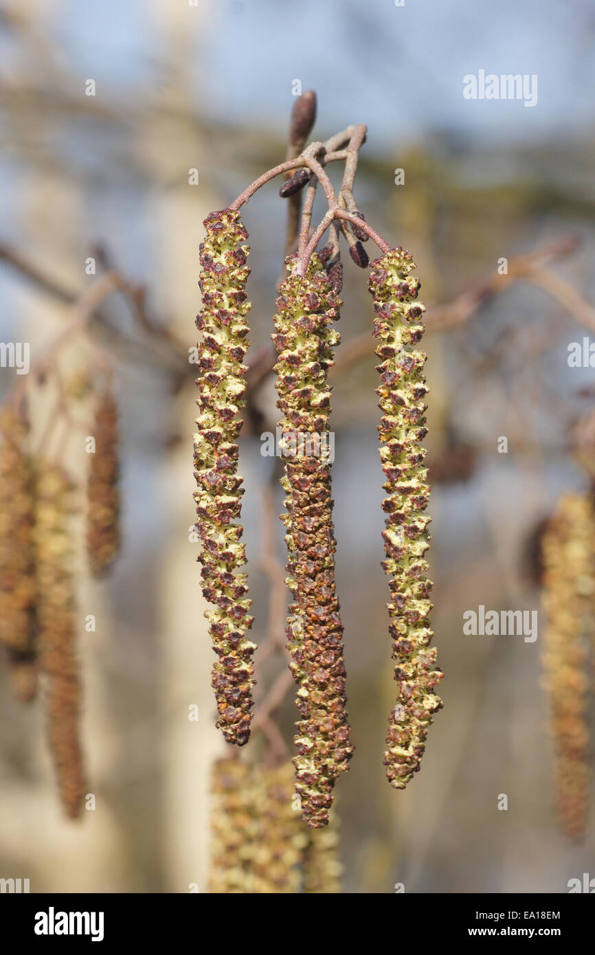 Alder shrubs hi-res stock photography and images - Alamy