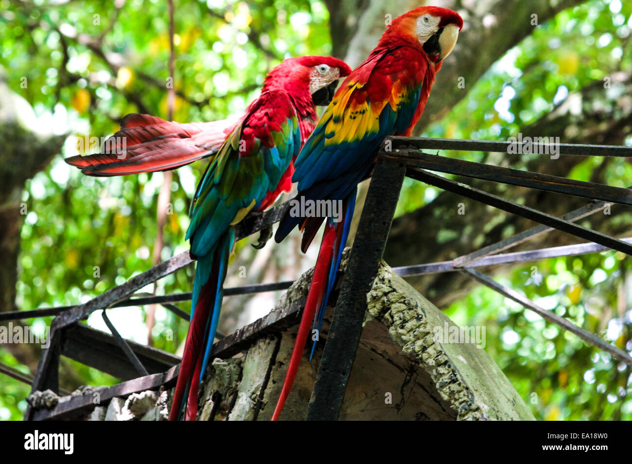 Arara in Museum Emilio Goeldi, Belém, Pará, Brazil Stock Photo - Alamy