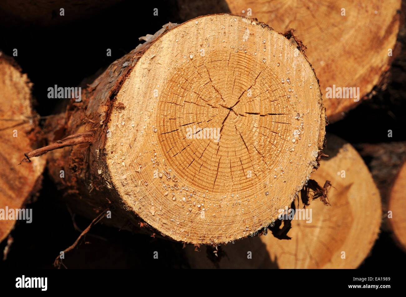 Scots pine wood Stock Photo - Alamy