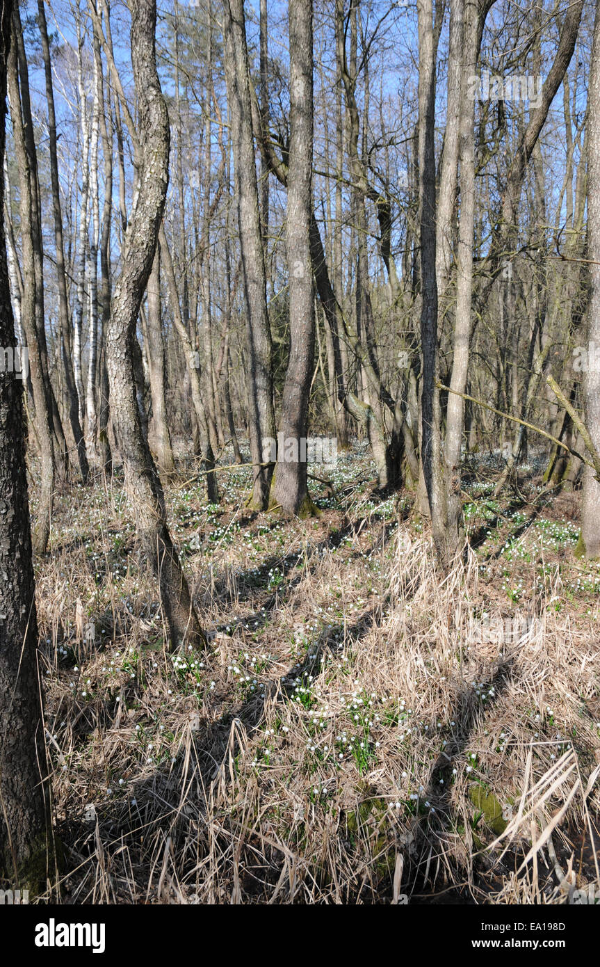 Bog plan hi-res stock photography and images - Alamy