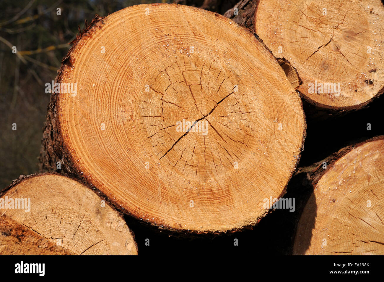 Scots pine wood Stock Photo - Alamy