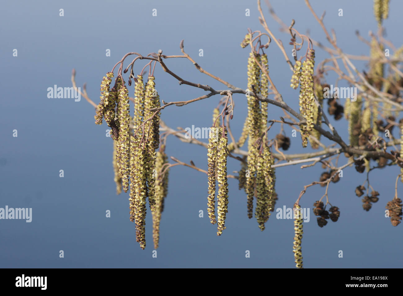 Alder pollen hi-res stock photography and images - Alamy