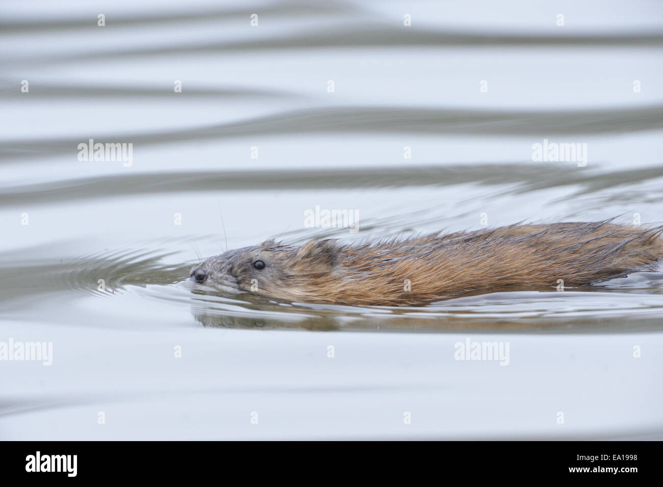 Muskrat hi-res stock photography and images - Alamy