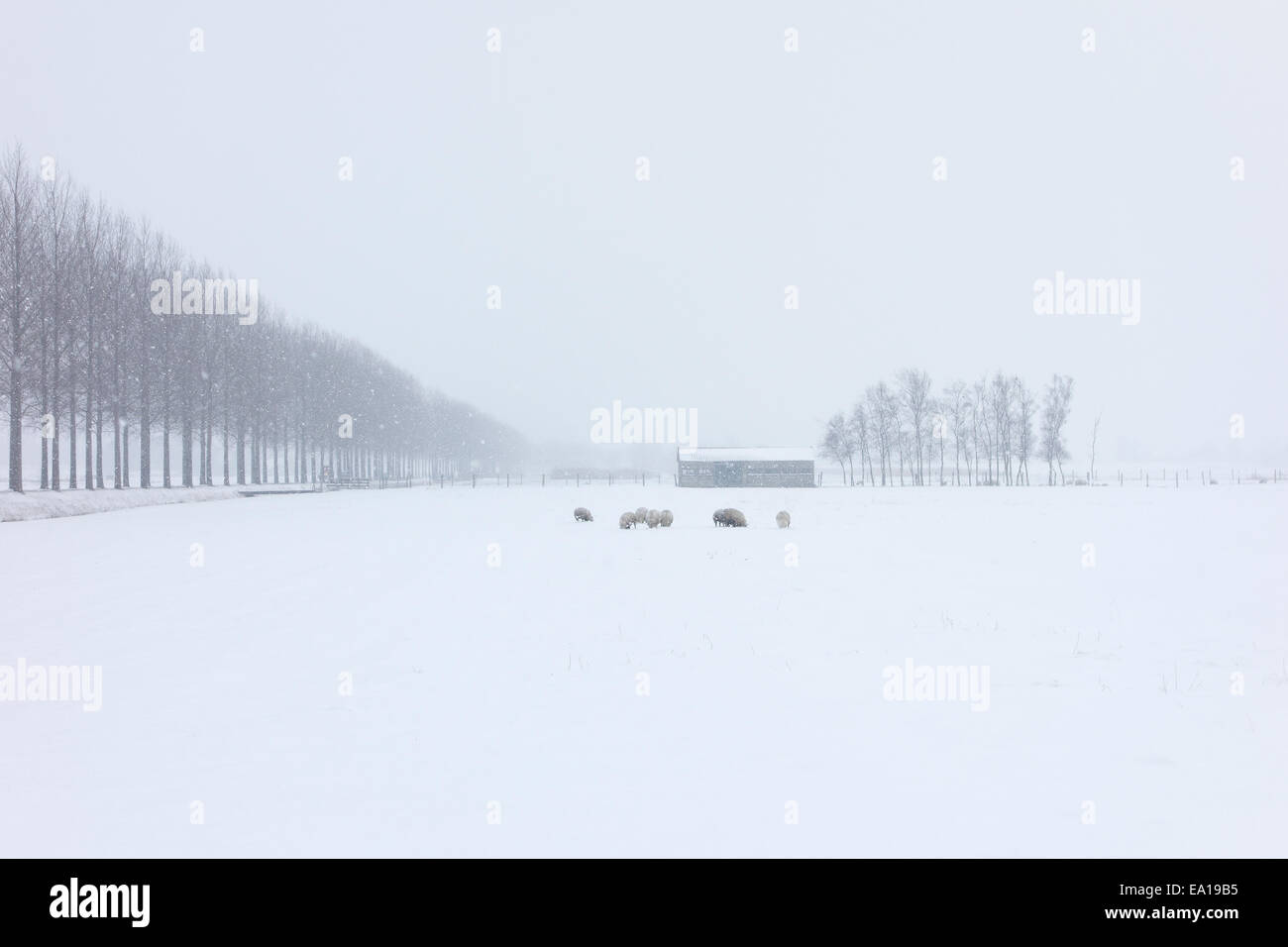 Sheep and barn in a blizzard Stock Photo - Alamy