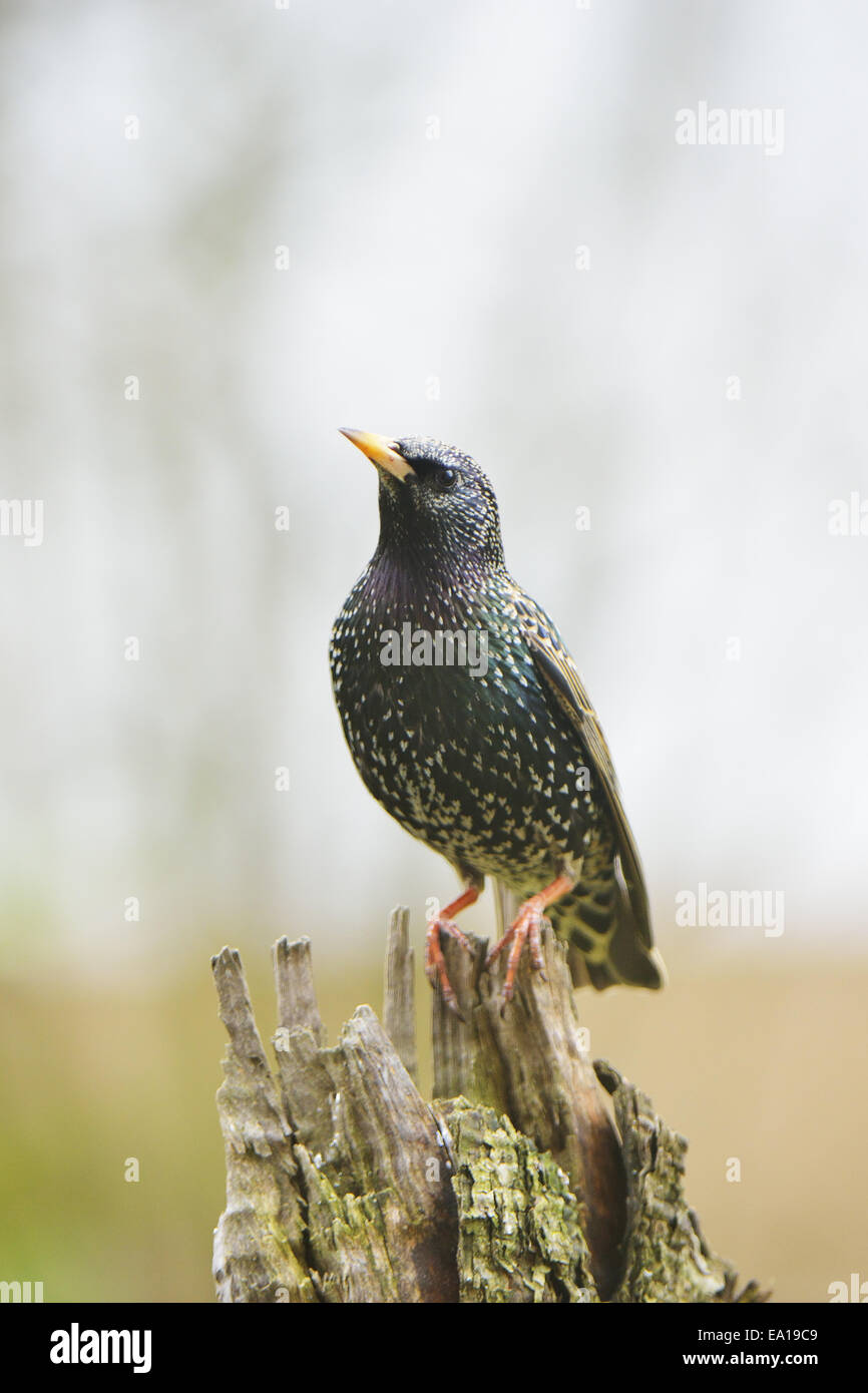 Vogel starling hi-res stock photography and images - Alamy
