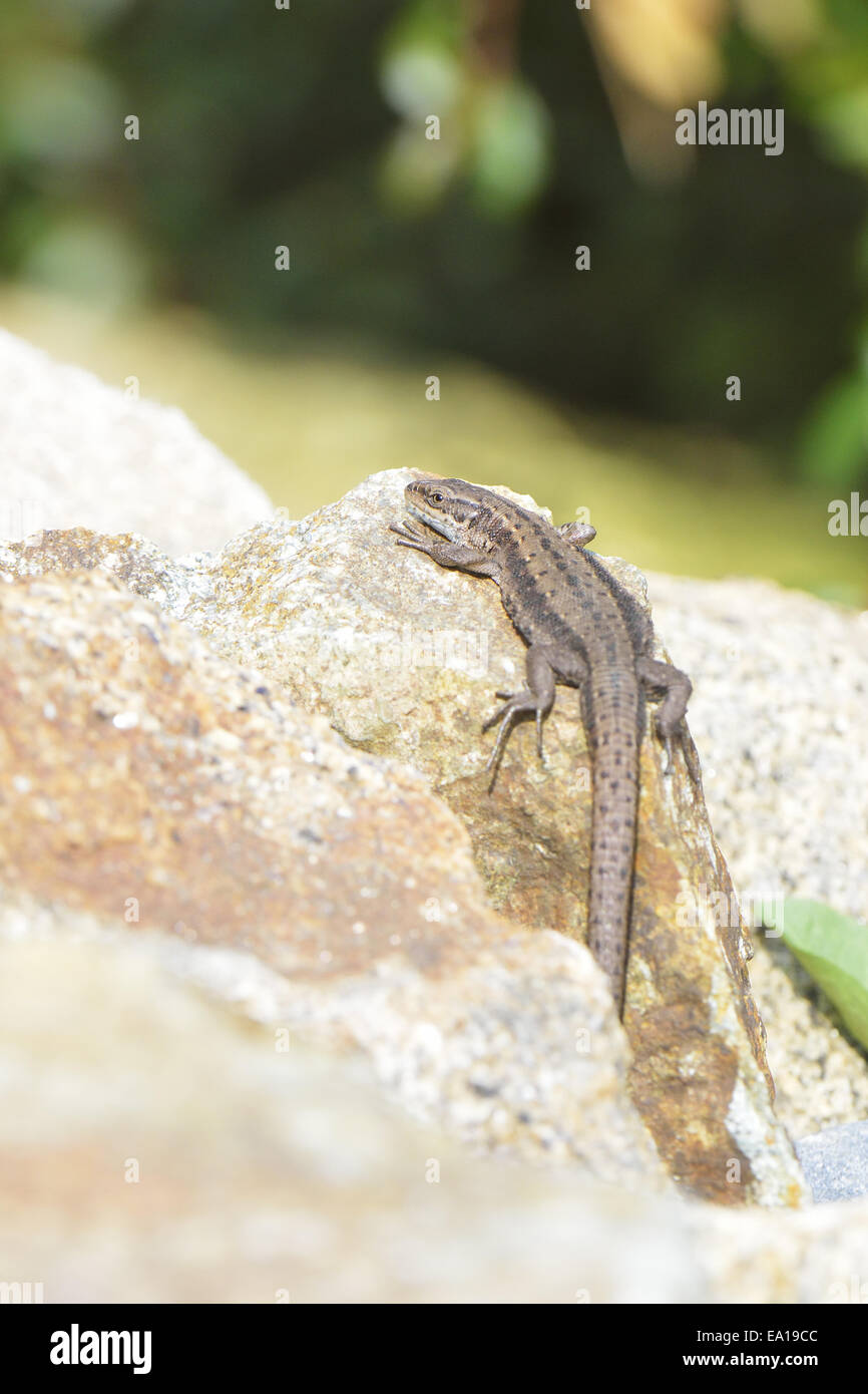 Common wall lizard hi-res stock photography and images - Alamy