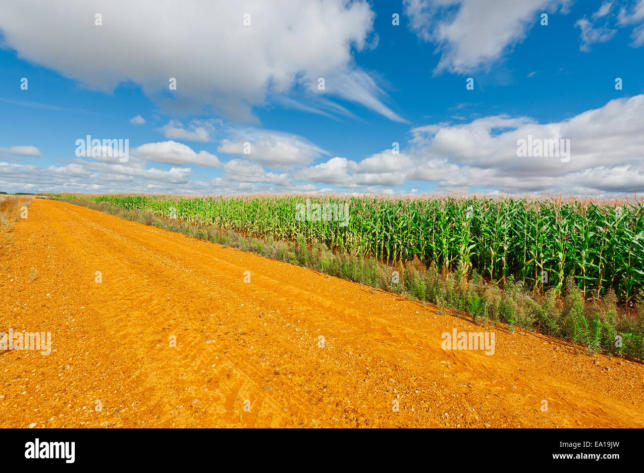 Spanish corn hi-res stock photography and images - Alamy