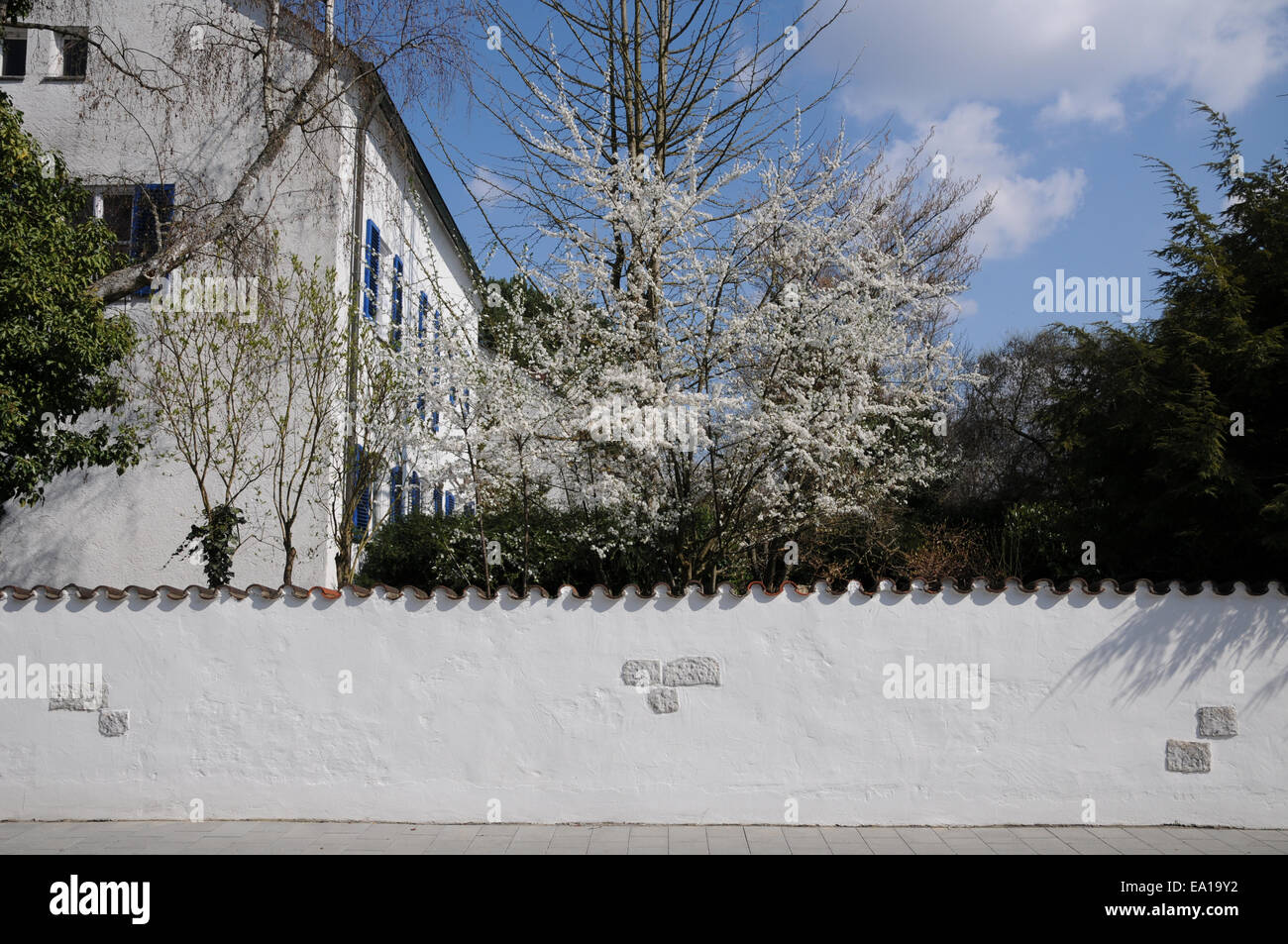 Plum blossom wall hi-res stock photography and images - Alamy