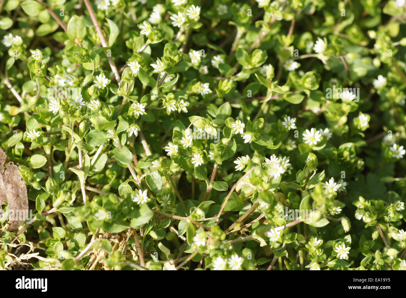 Chickenword High Resolution Stock Photography and Images - Alamy