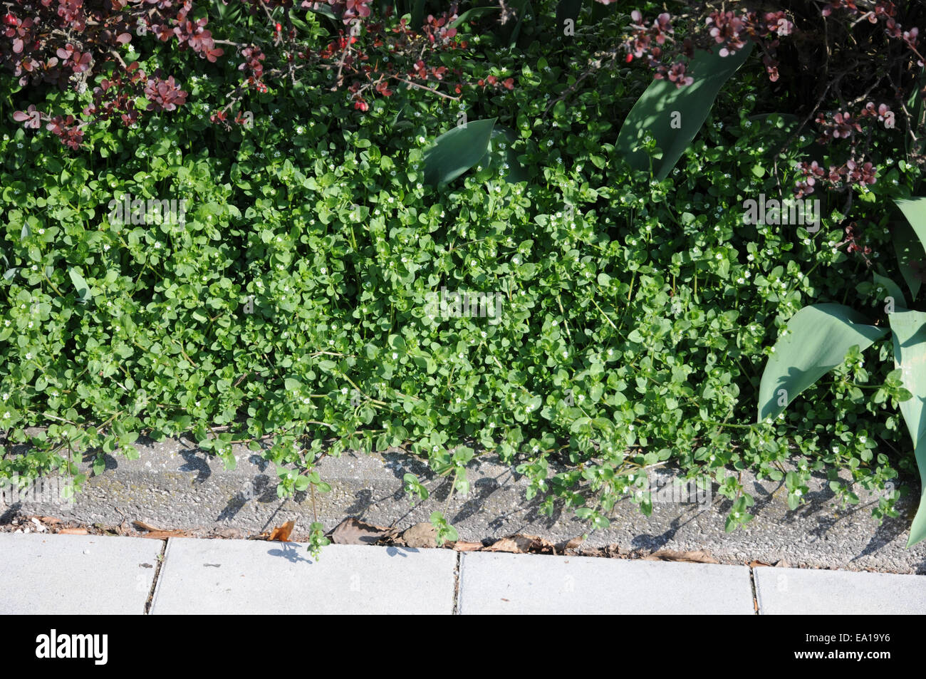 Chicken weed hi-res stock photography and images - Alamy