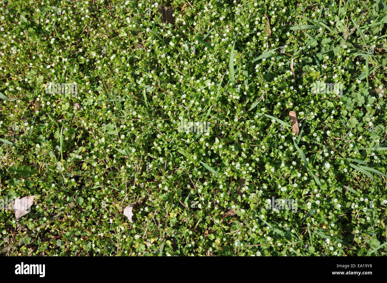 Chickenw hi-res stock photography and images - Alamy