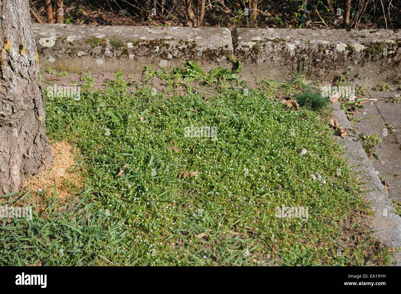 Chickenword hi-res stock photography and images - Alamy