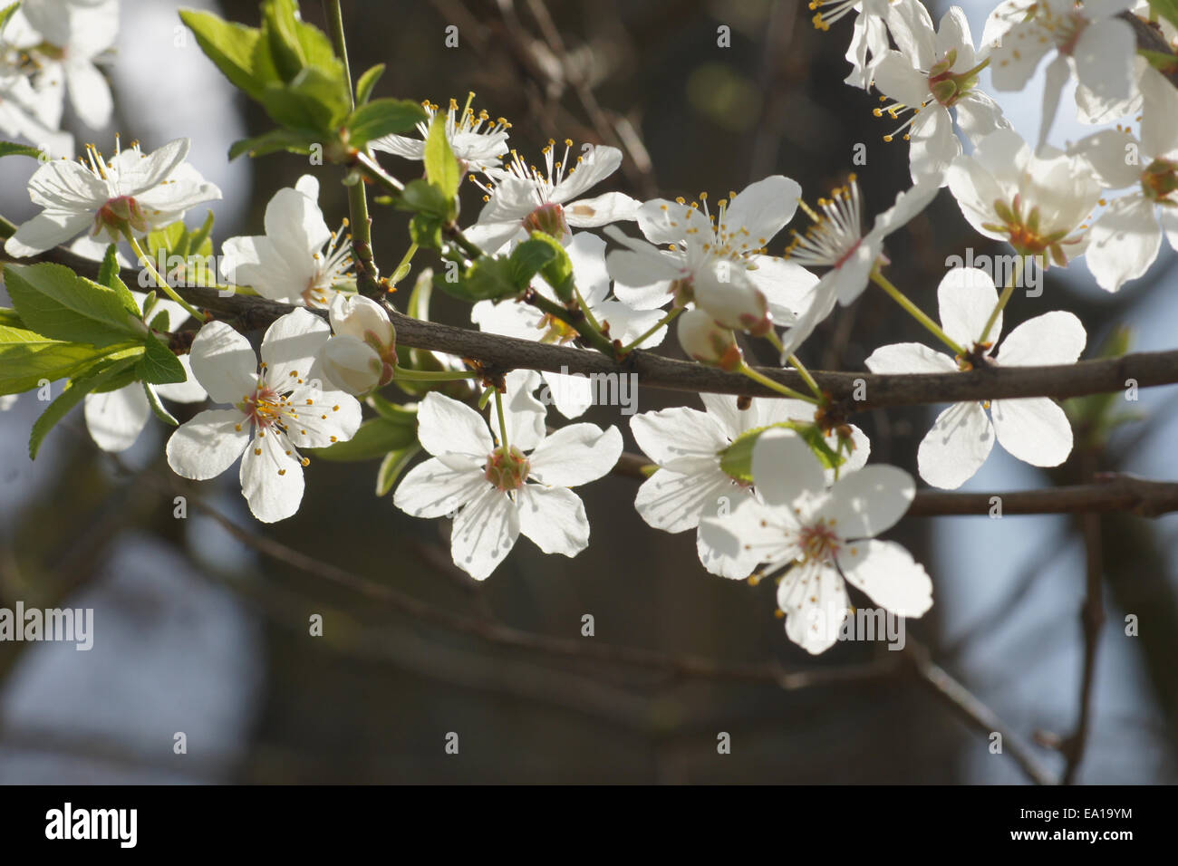 Plum flowe hi-res stock photography and images - Alamy