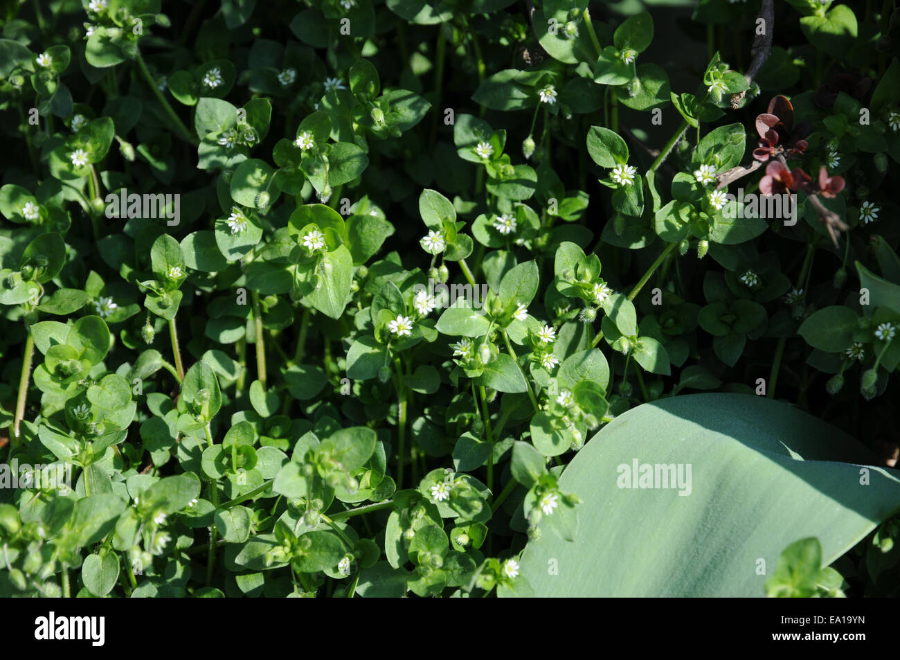 Chickenword hi-res stock photography and images - Alamy