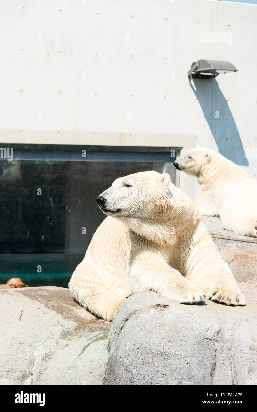White bears at zoo vertical Stock Photo - Alamy