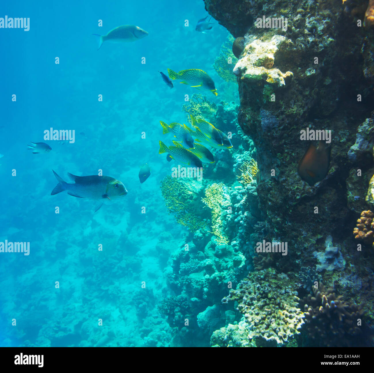 Coral fish caribbean hi-res stock photography and images - Alamy