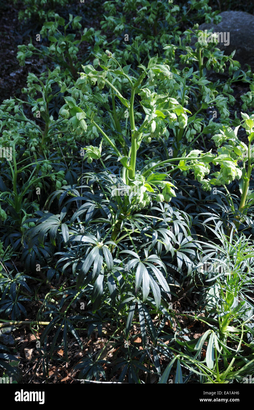 Stinking nieswurz hi-res stock photography and images - Alamy