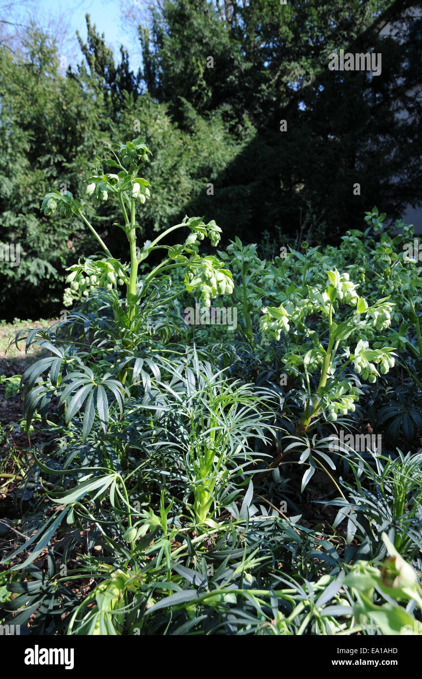 Stinking nieswurz hi-res stock photography and images - Alamy