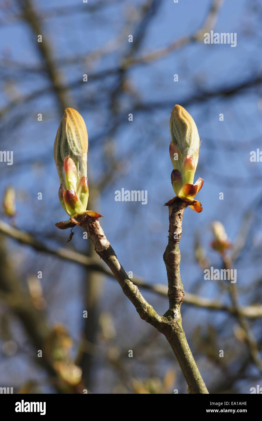Rotblühende kastanie hi-res stock photography and images - Alamy