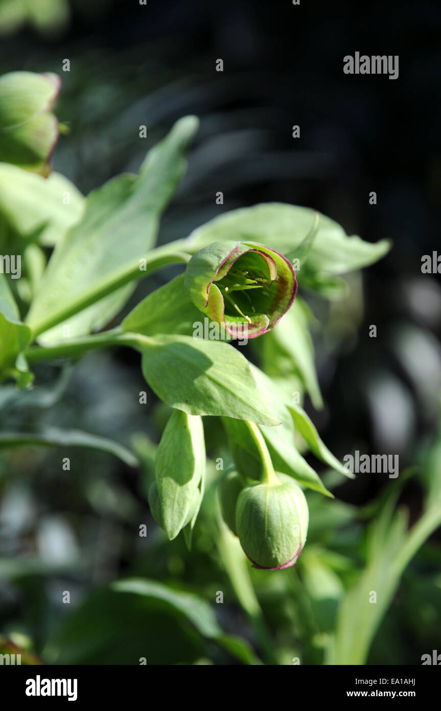 Stinkin hi-res stock photography and images - Alamy