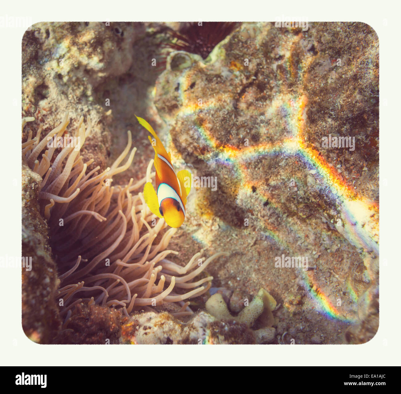 Underwater sea coral reef fish Cut Out Stock Images & Pictures - Alamy