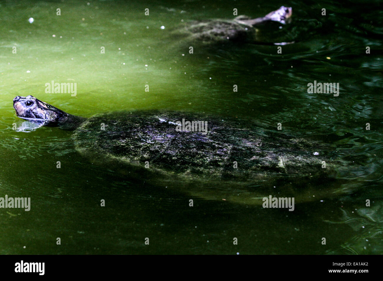 Amazon turtle in Museum Emilio Goeldi, Belém, Pará, Brazil Stock Photo ...