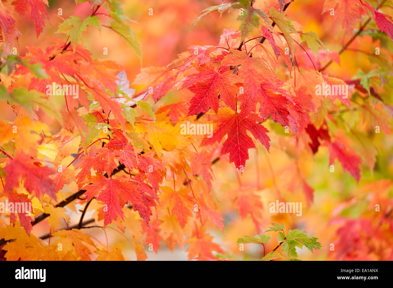 Fall foliage norway maple trees hi-res stock photography and images - Alamy
