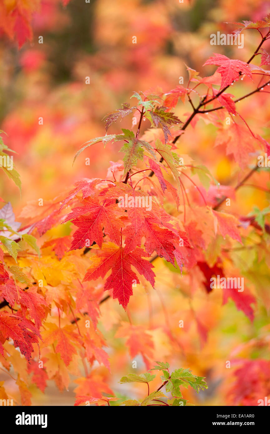 Fall foliage norway maple trees hi-res stock photography and images - Alamy