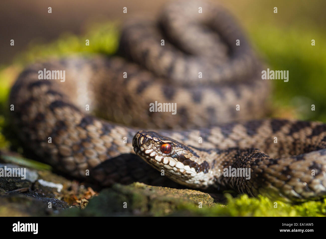 S adder hi-res stock photography and images - Alamy