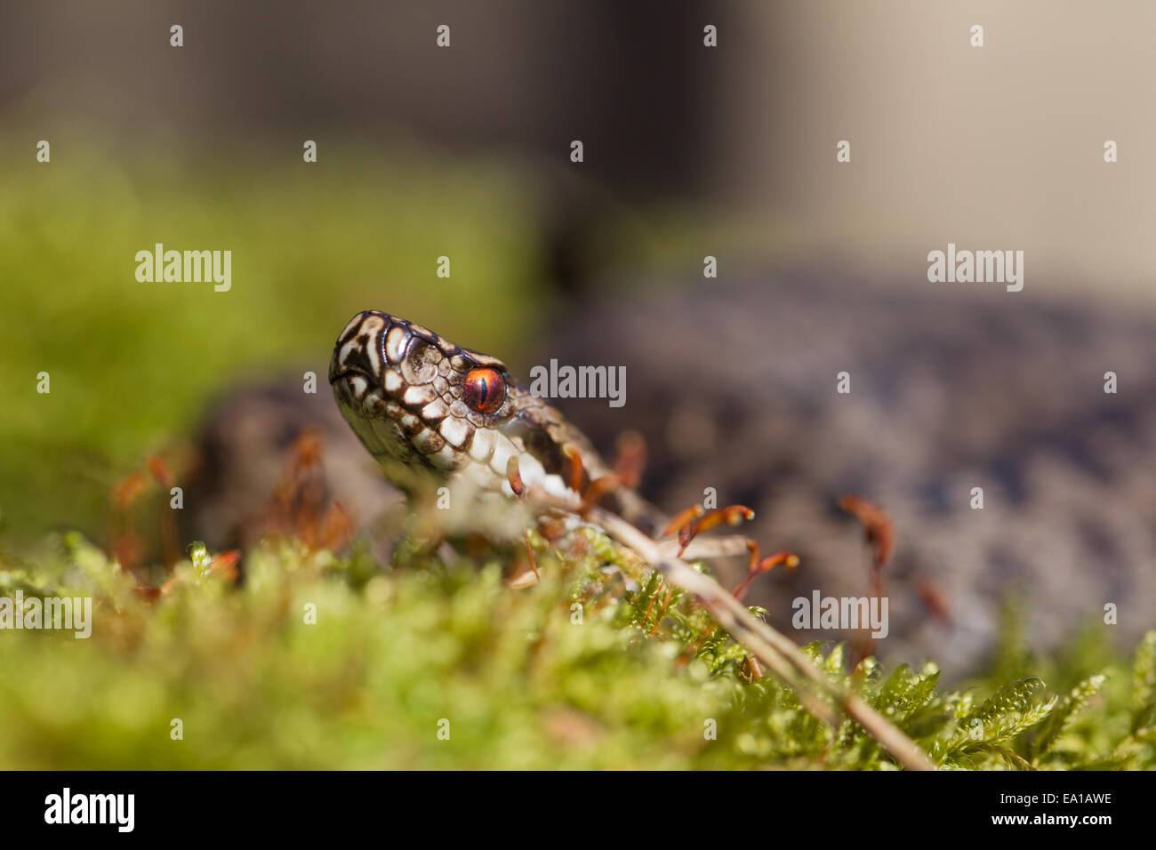 Crossed adder hi-res stock photography and images - Alamy