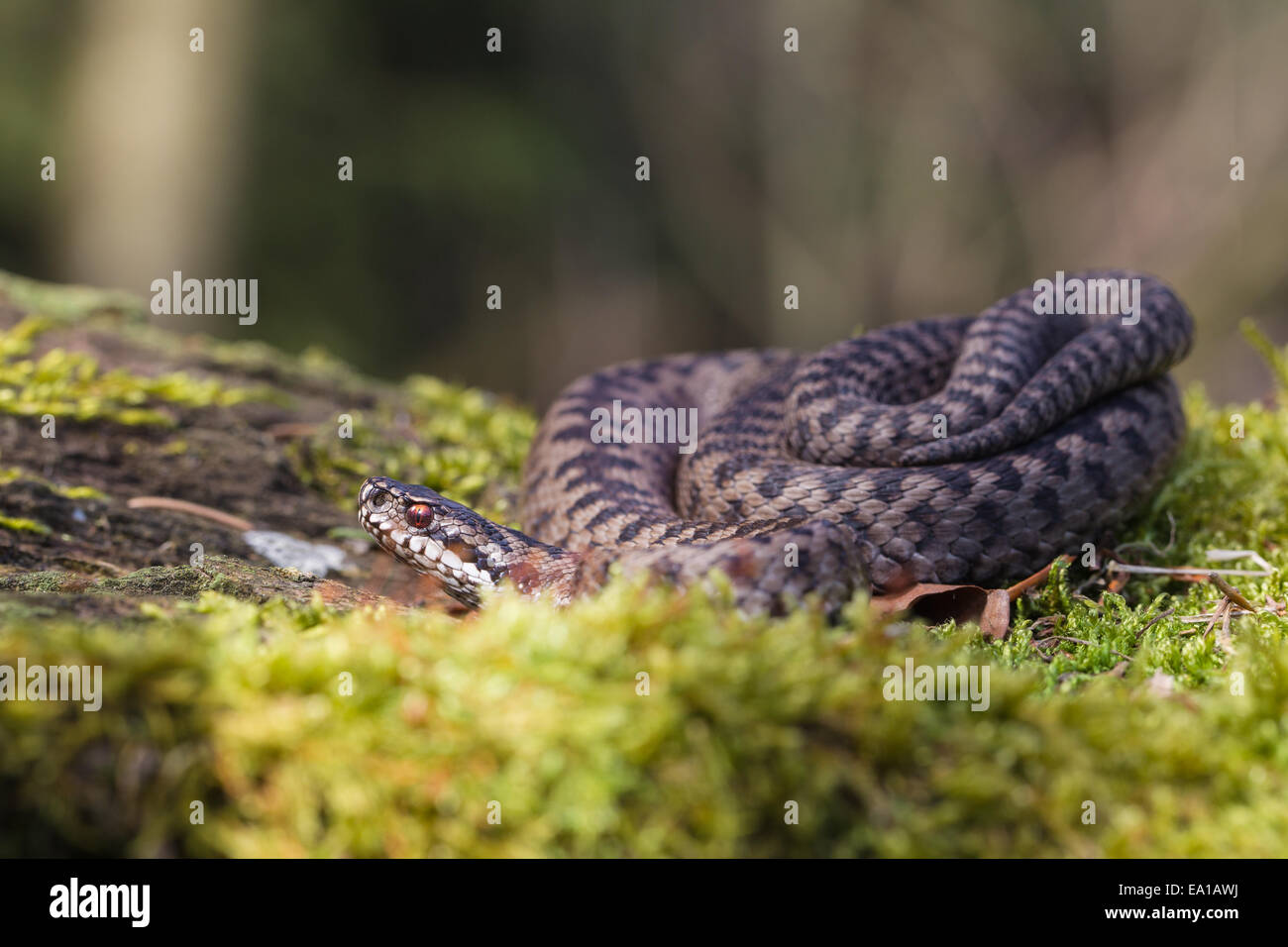 Colubroid hi-res stock photography and images - Alamy