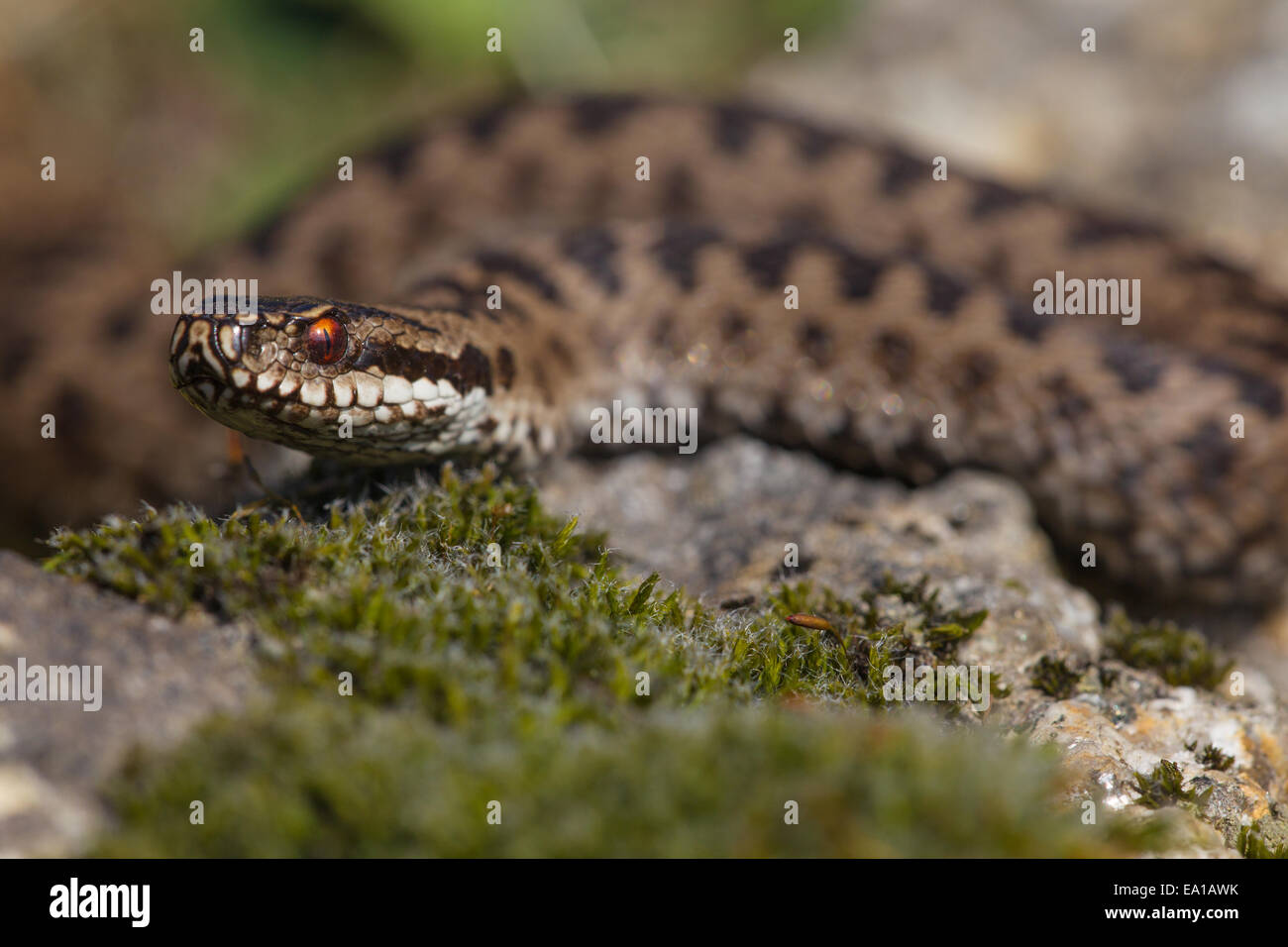 Schlange adder viper reptil tier hi-res stock photography and images ...