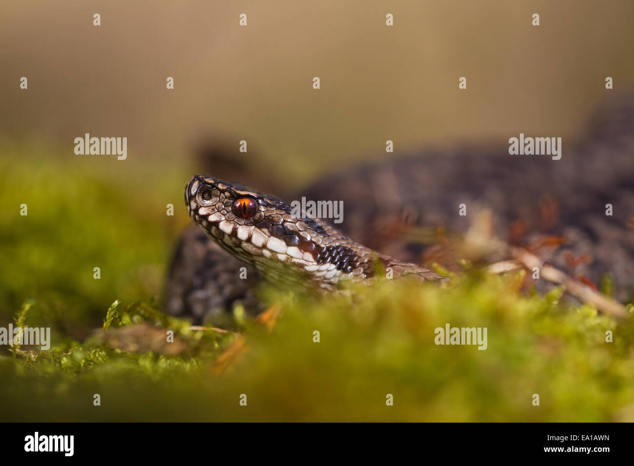 Adder Stock Photo Alamy adder-stock-photo-alamy