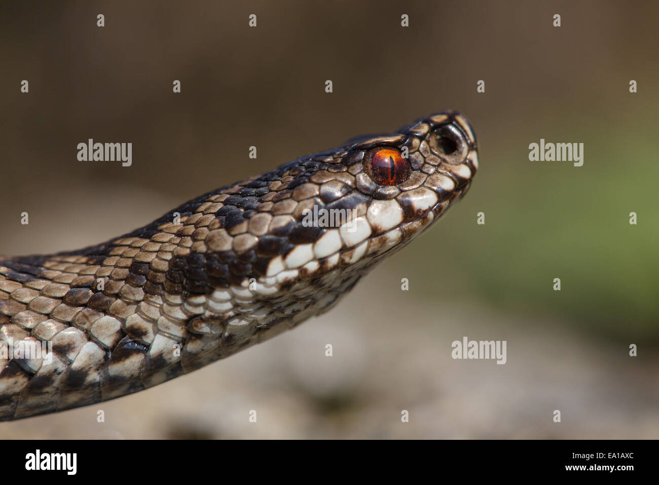 Adder Stock Photo - Alamy