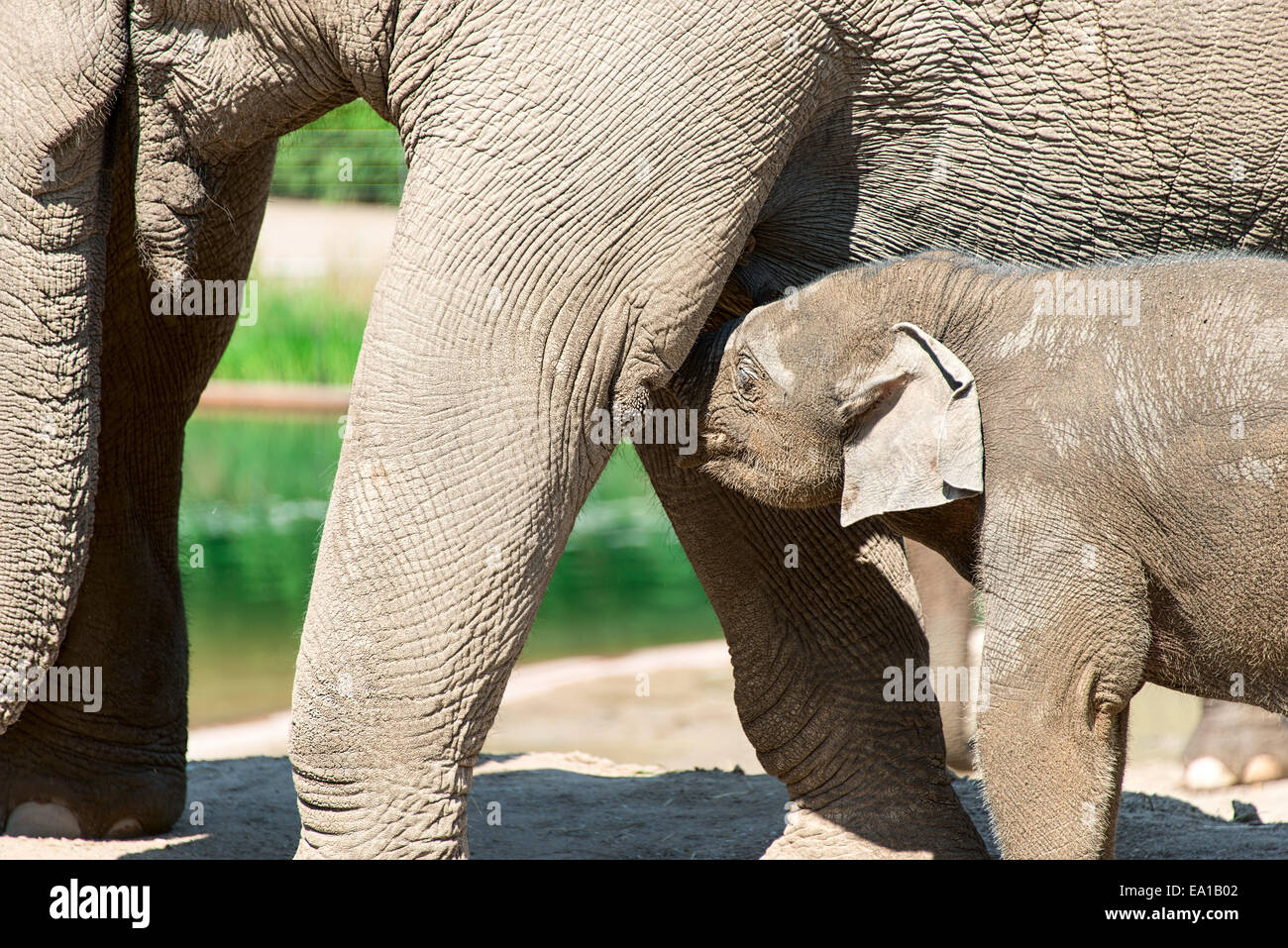 Two elephants in zoo Stock Photo - Alamy