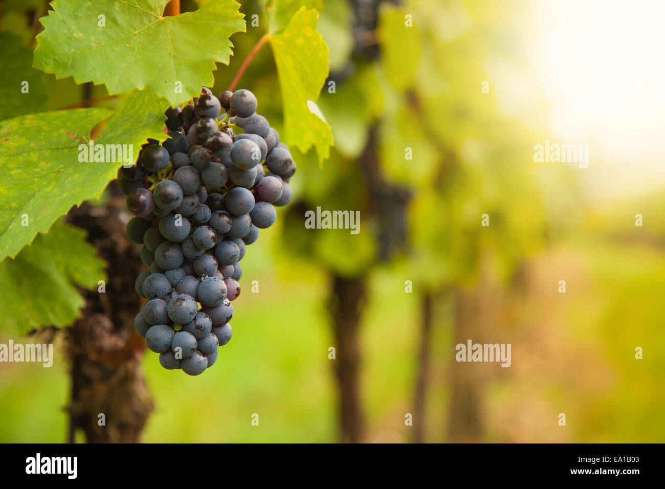 Macro photo of red wine grapes, low depth of focus Stock Photo - Alamy