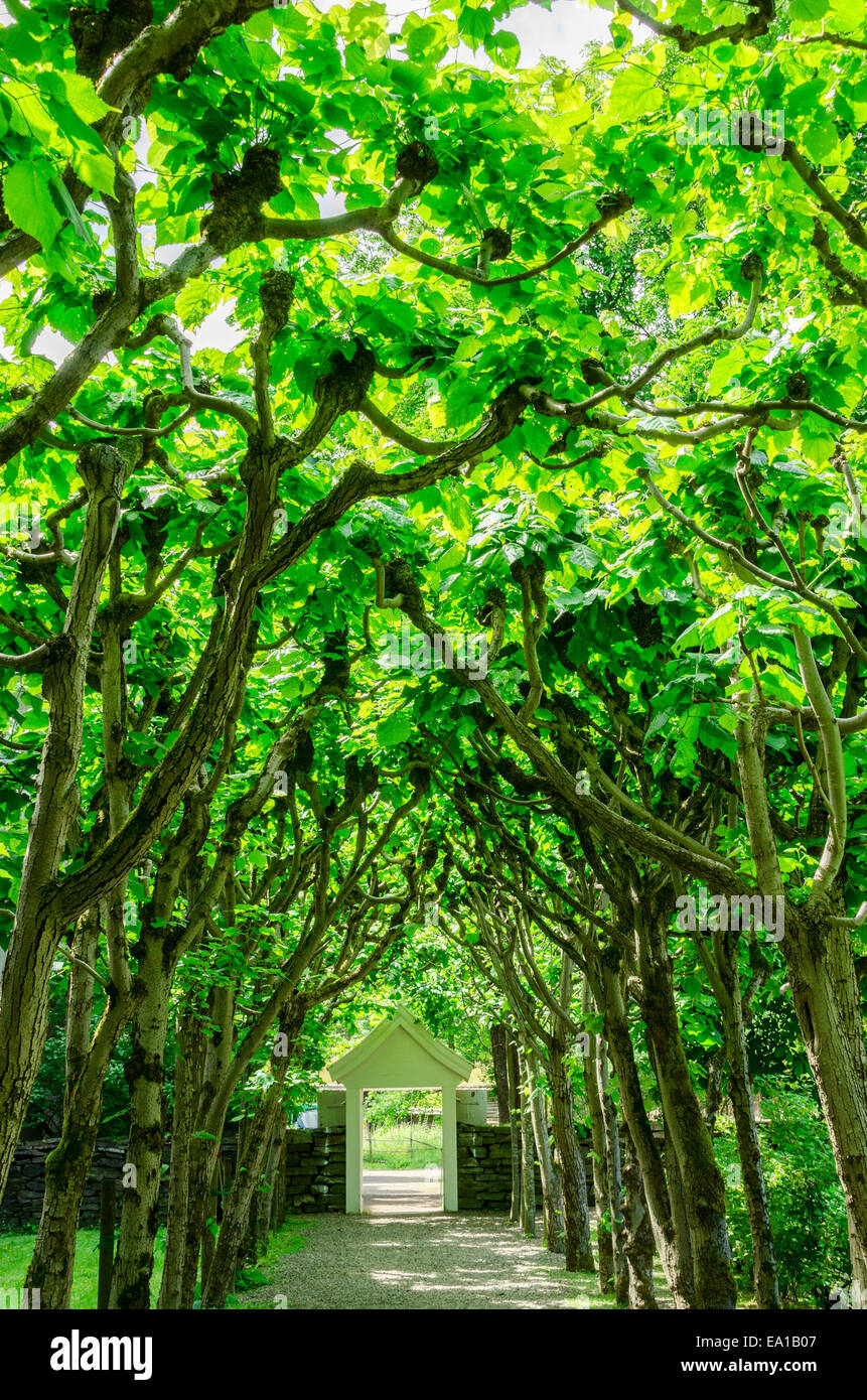 Rural woods tunnel hi-res stock photography and images - Alamy