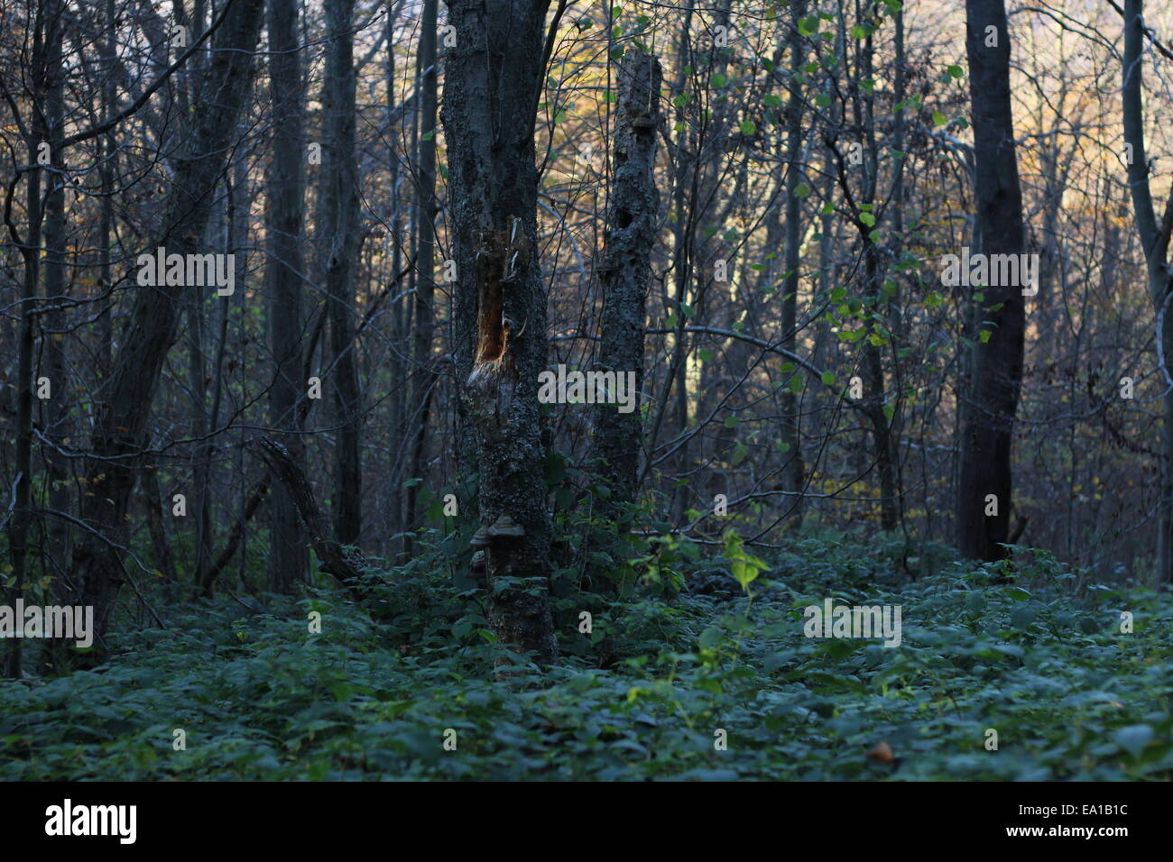 Autumn forest landscape Stock Photo - Alamy