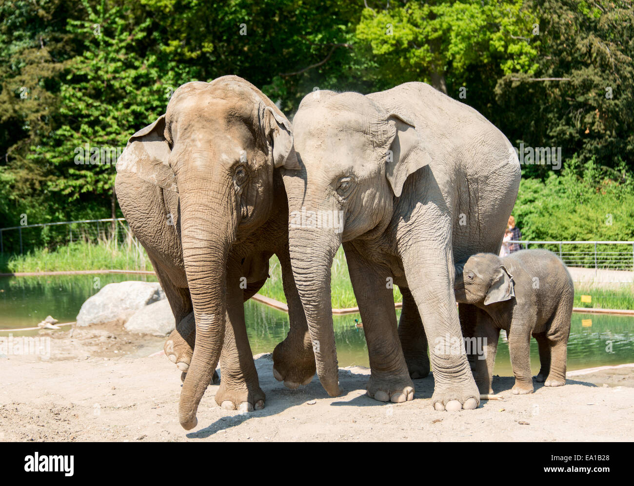 Three elephants in zoo Stock Photo - Alamy