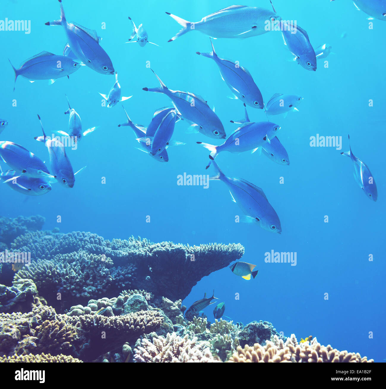 Vaca indonesia hi-res stock photography and images - Alamy