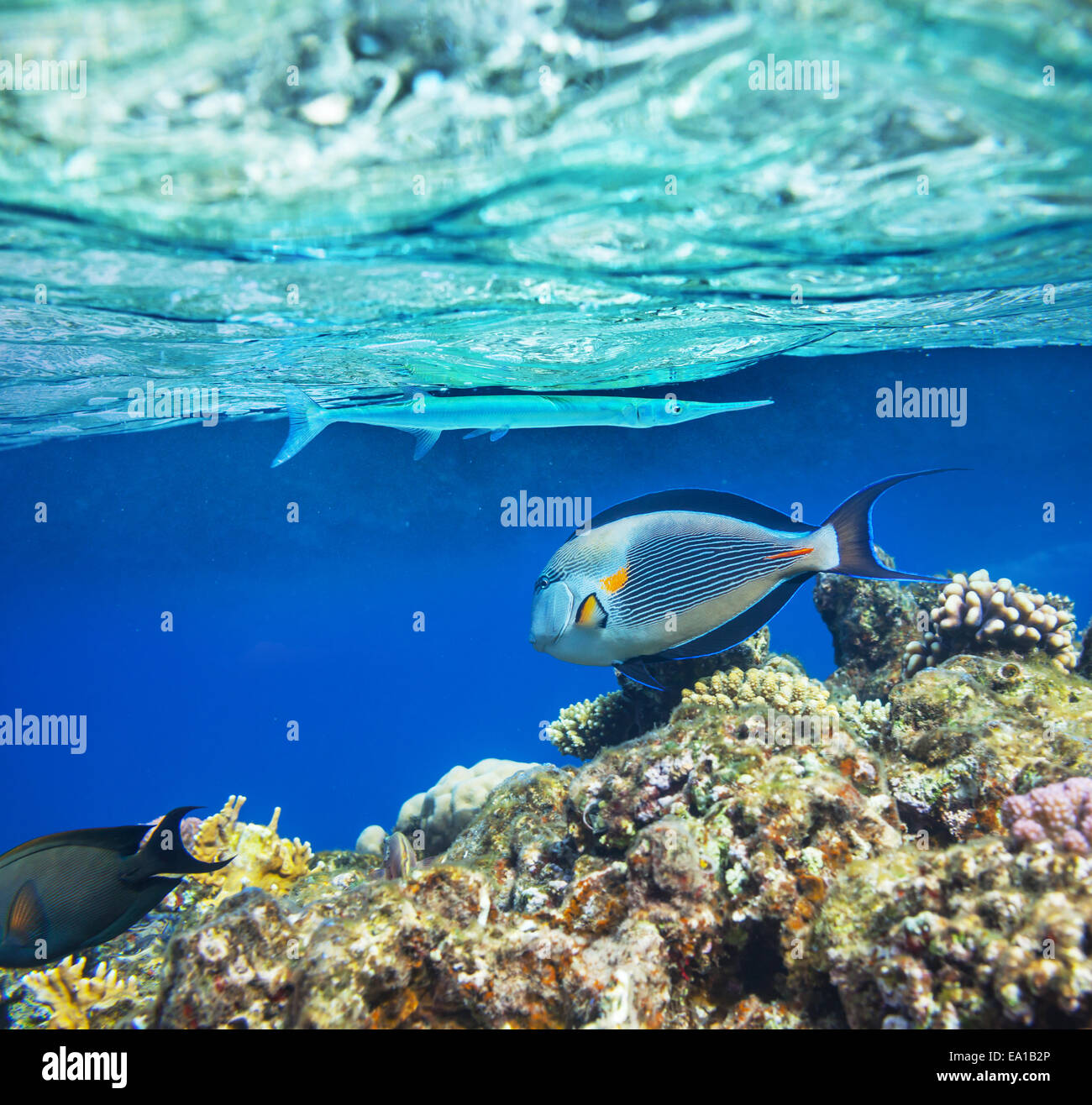 Coral fis hi-res stock photography and images - Alamy