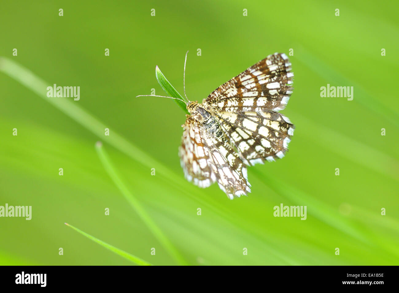 Spanner butterfly hi-res stock photography and images - Alamy